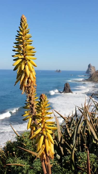 Aloe Vera Echte Kostenloses Foto Auf Pixabay