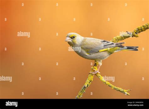 European Greenfinch Chloris Chloris Or Common Greenfinch Songbird Small