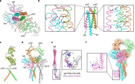 Tmd Assembly Of The Igm Bcr A Bottom View Of The Tmd Assembly Shown In