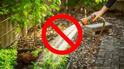 Huerto cómo cultivar sin agua con el famoso método Fukuoka Huerta