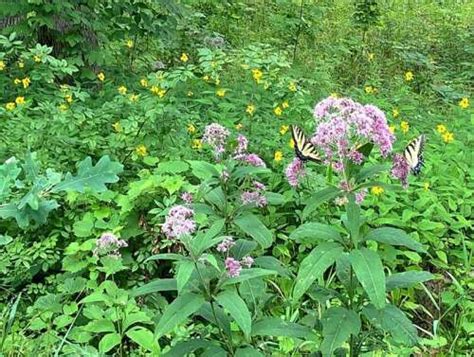 Tours Walks In Lake County Forest Preserves Part Of Statewide