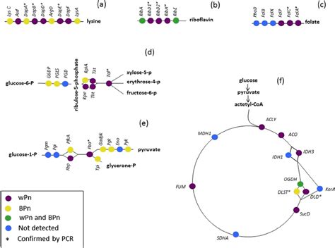 Pathways Reconstruction Showing Repartition Of Genes That Were Detected
