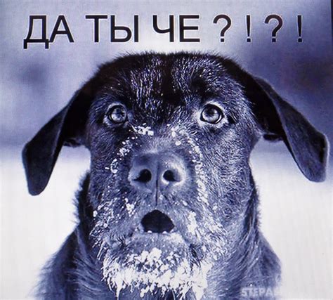 Картинки ого 55 фото 55 фото