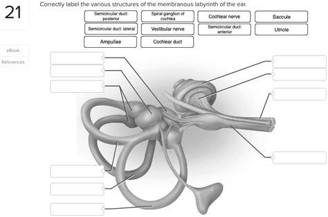 Solved Correctly Label The Various Structures Of The Membranous