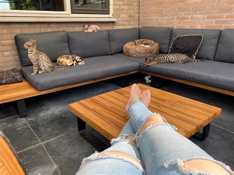 Cattery D Tails My Lazy Catzzz 🤭