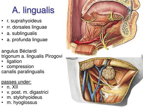 Ppt Arterial System Systema Arteriarum Powerpoint Presentation Free