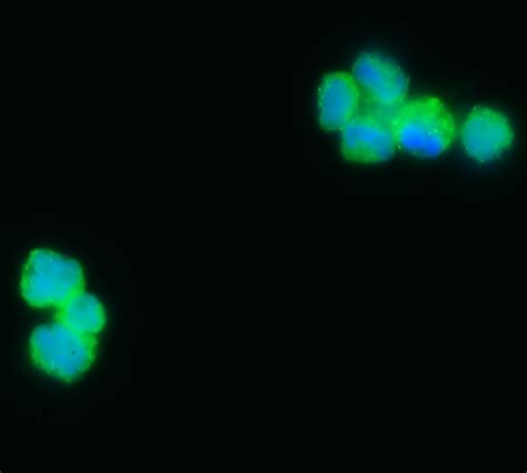 Fluorescein Conjugated Goat Igg Fraction To Human Complement C1q