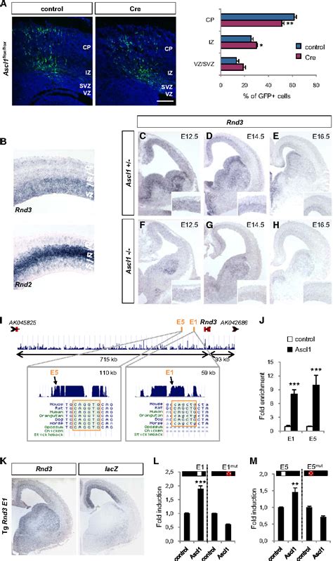 Figure 2 From Proneural Transcription Factors Regulate Different Steps