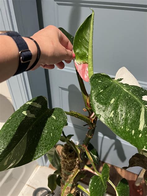 Sometimes I Just Have To Peek Rhouseplants
