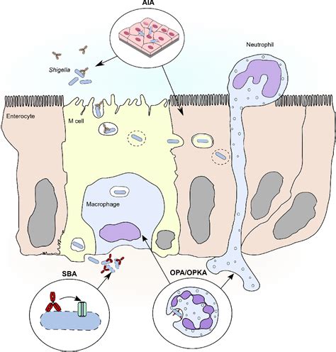 Figure 2 From Functional Assays To Evaluate Antibody Mediated Responses