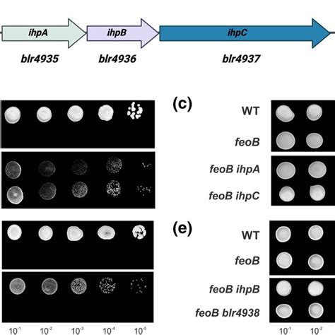 Mutation Of The IhpA IhpB Or IhpC Gene Partially Rescues The Growth Download Scientific