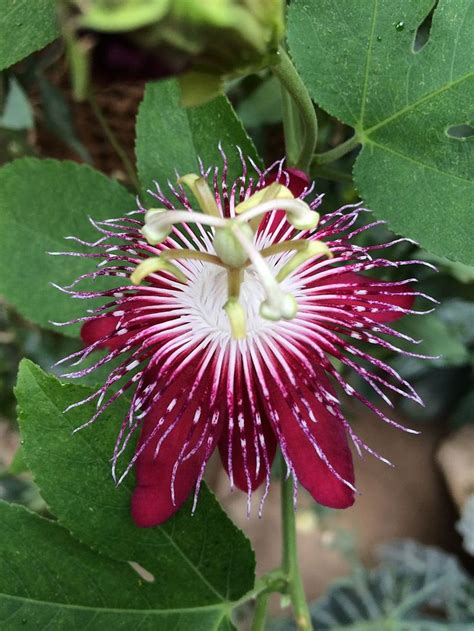 Passiflora Lady Margaret Passiflora Passion Flower Flowers