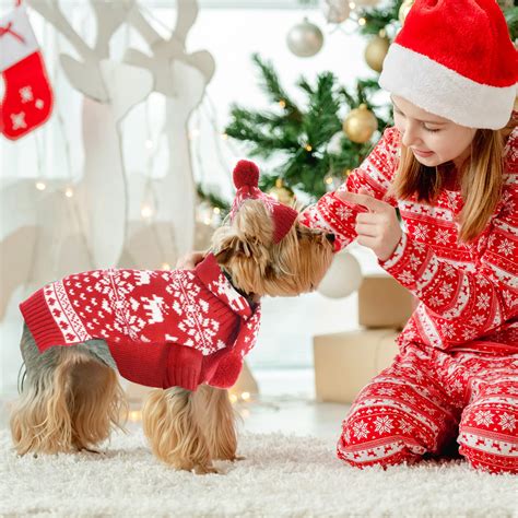 Dog Wearing Christmas Sweater