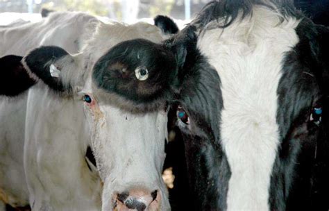 Apply For Livestock Biosecurity Grants Country News