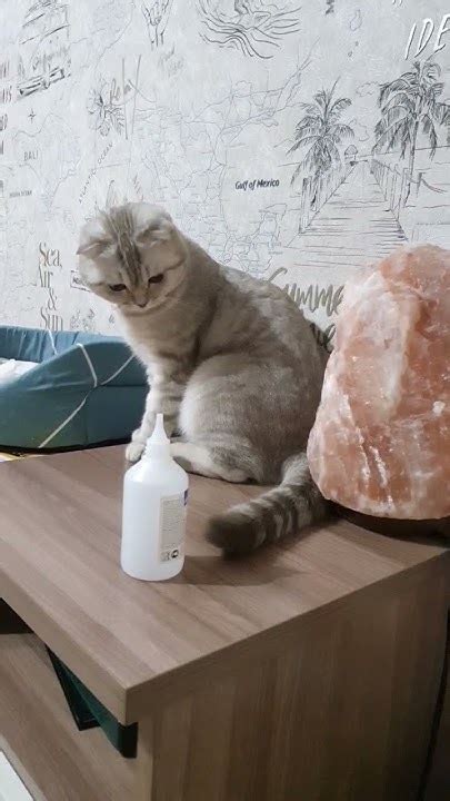 Кошка Джесси - YouTube
