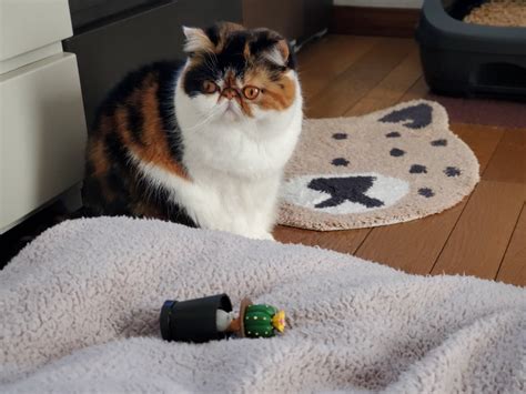 猫ガチャガチャ ブサかわエキゾチックショートヘア猫ちゃんと幸せブログ