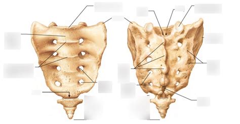 Sacral And Coccygeal Vertebrae Diagram Quizlet