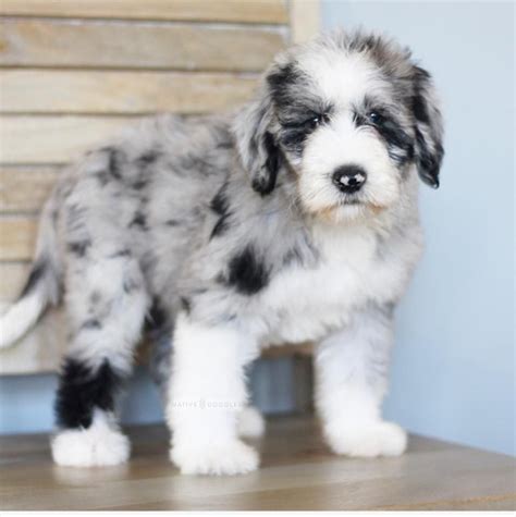 Pin On Sheepadoodle Puppies