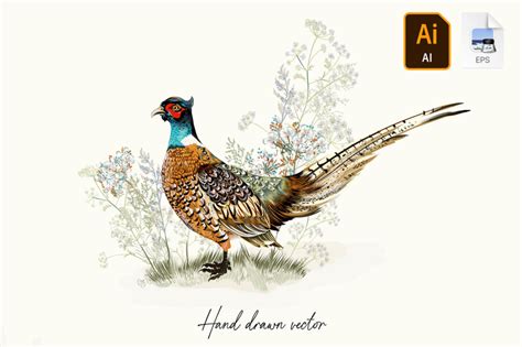 Pheasant Vector Illustration By Fleurart Thehungryjpeg