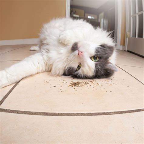 What Does Catnip Do To Cats The Lick