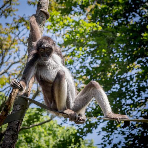 Banco De Imagens árvore Floresta Ramo Folha Animal Animais