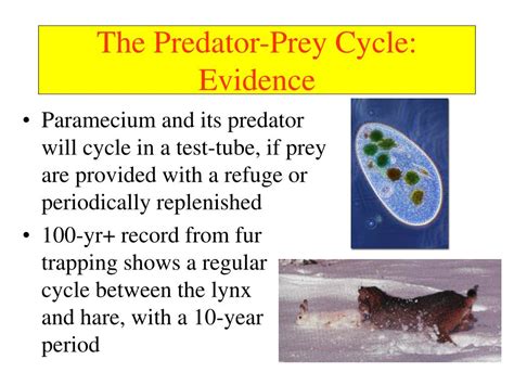 Ppt Predator Prey Interactions Powerpoint Presentation Free Download Id 6890203
