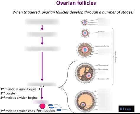 Diagram Of Follicular Development Diagram Quizlet