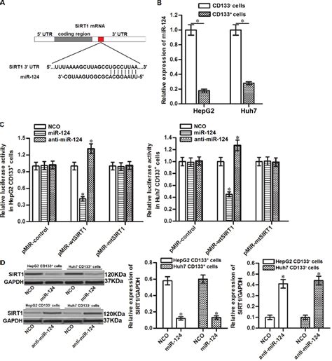 Sirt1 Is Targeted By Mir 124 In Hcc A Complementary Sequence Of