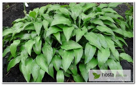 Hosta.com.ua. Хоста lancifolia (ланцетолистная) из частной коллекции