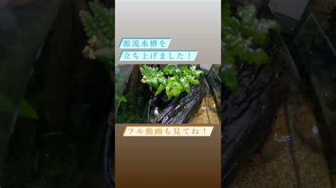 ナガレホトケドジョウを飼育するなら源流再現するしかない アクアリウム 日本産淡水魚 aquarium レイアウト水槽