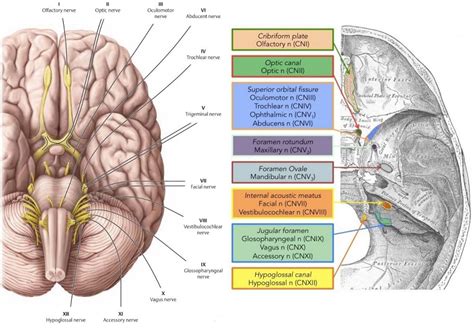 Cribriform Plate In Brain