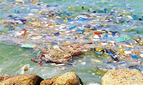 Impact Of Microplasticsmicrobeads Accumulation On The Marine Environment