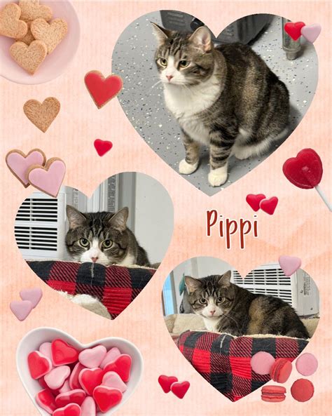 Joy Meet Pippi She Is Looking For Her Forever Home She Loves To Play She Loves Catnip She