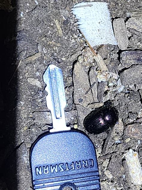 Bright Shiny Gold Beetle In Our Chicken Coop At Night Ct R