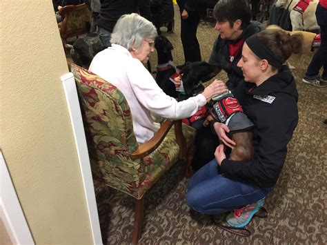 Sit Means Sit Dog Training Go Team Sit Means Sit Dog Training Portland