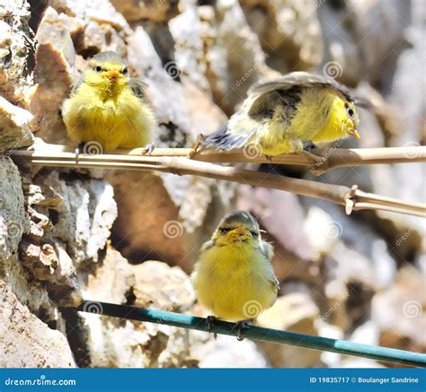 Small Tits Out Of The Nest Stock Image Image Of Birds 19835717