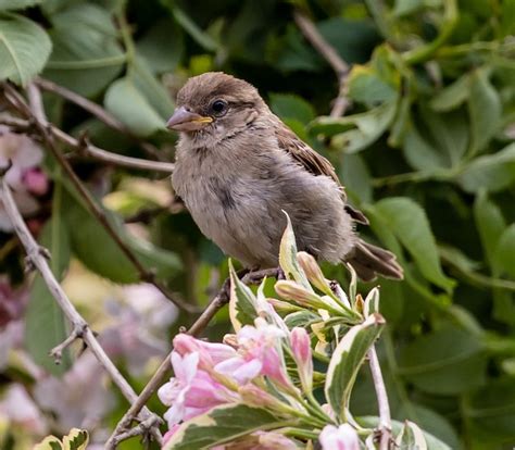 Fledgling Sparrow Bird Free Photo On Pixabay Pixabay