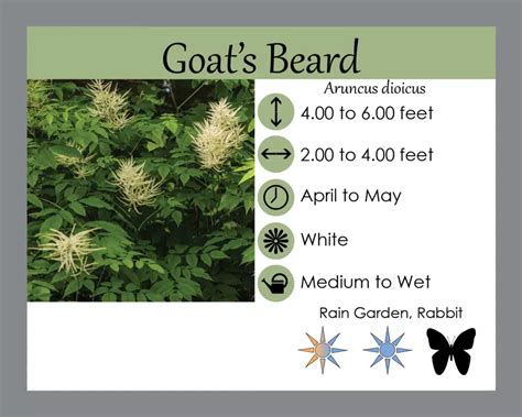 Aruncus Dioicus Laurens Garden Service