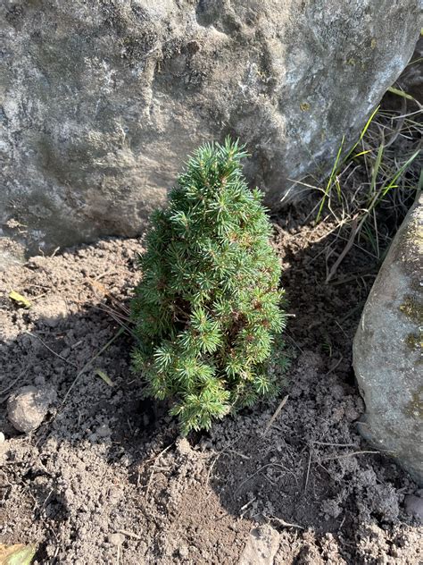 Pixie Alberta Spruce Picea Glauca ‘pixie Prairie Woods Arboretum