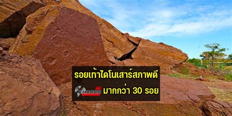 รอยเท้าไดโนเสาร์สภาพดี มากกว่า 30 รอย รวม 6 สายพันธุ์
