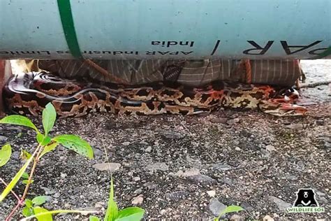 10 Foot Long Python Triggers Scare In Vadodara Village