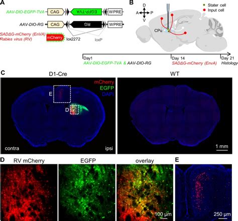 Whole Brain Mapping Of Inputs To Projection Neurons And Cholinergic