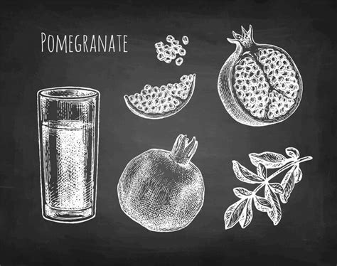 Premium Vector Pomegranate Chalk Sketch