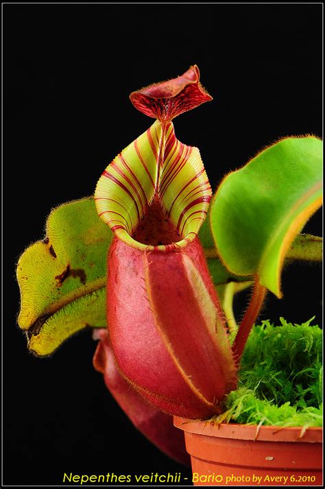 Nepenthes Veitchii Bario Again Carnivorous Plant