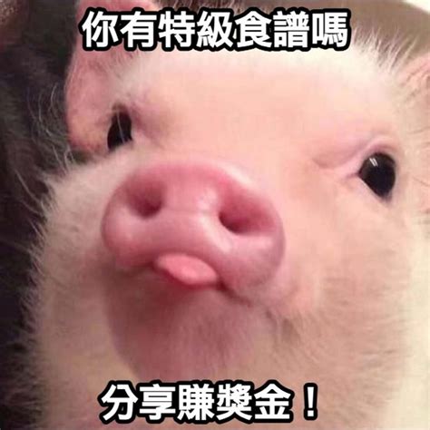 阿獵來 散財 ！推薦各位方便投稿簡單參賽，又可以賺獎金的小比賽！ 只要跟🐷有關的料理，通通都可以唷！ （偷偷跟你說，尤其歡迎學生來參賽喔