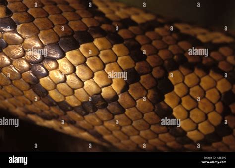 Python Skin Stock Photo Alamy