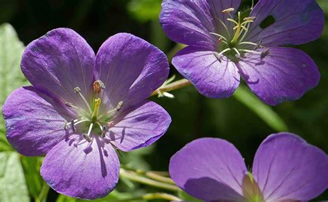 Dichogamy Protandry Protogyny