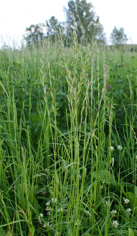 Annual Ryegrass Cover Crop Seed Concentrates Inc