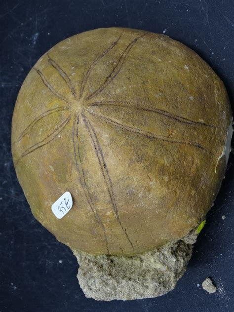 Oursin Fossile