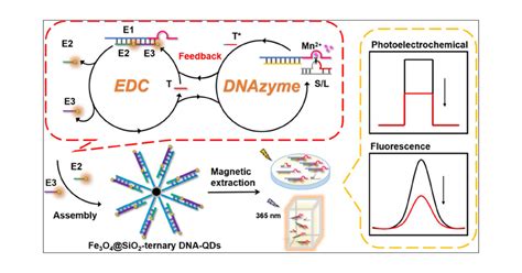 Programmable Entropy Driven Circuit Cascaded Self Feedback Dnazyme Network For Ultra Sensitive